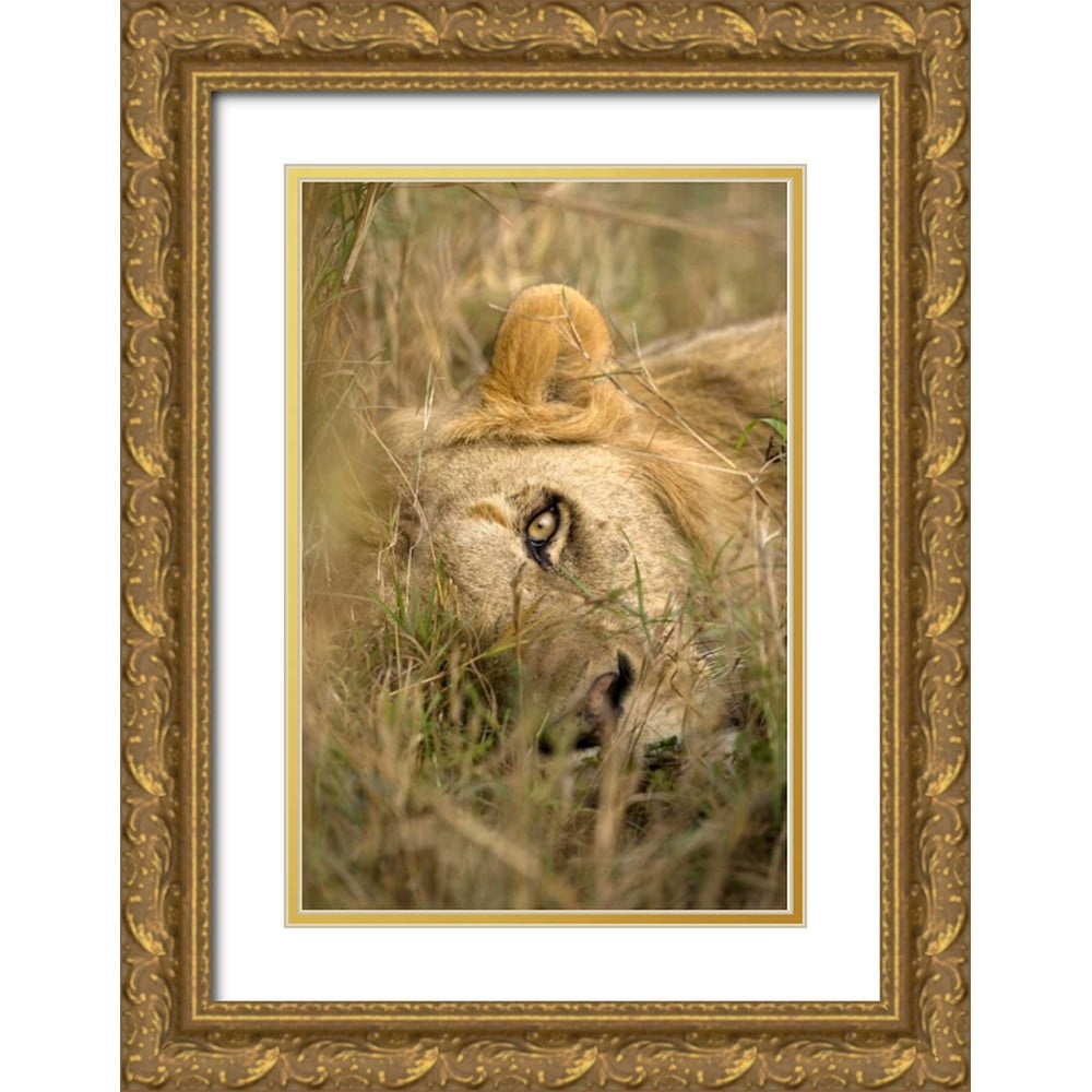 Zuckerman, Jim 17x24 Gold Ornate Wood Framed with Double Matting Museum Art Print Titled - Kenya ...