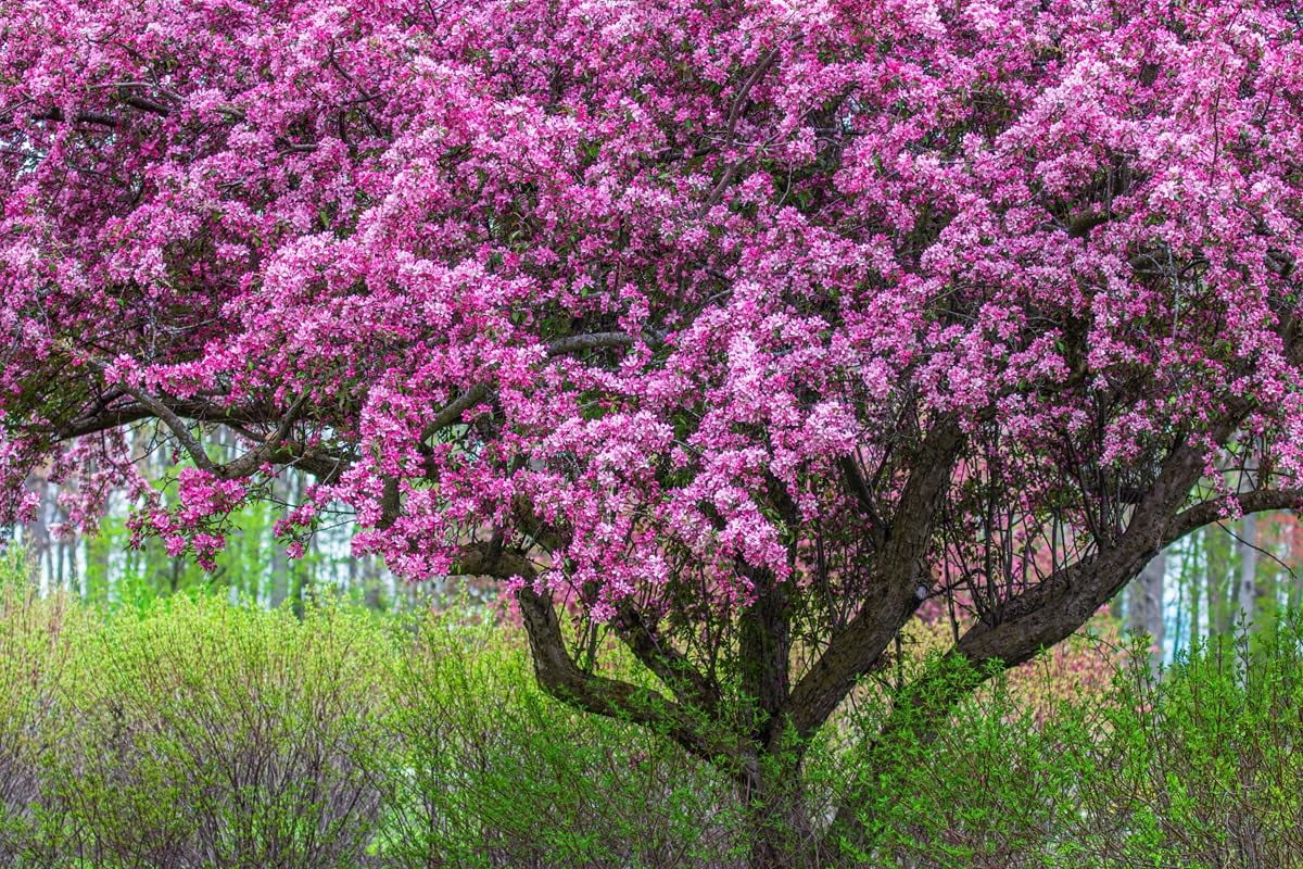 Zumi Crabapple Tree Seedlings for Planting - Grow Fruit Trees (3 ...