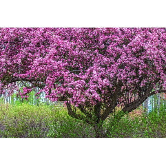 Zumi Crabapple Tree Seedlings for Planting - Grow Fruit Trees (3 ...
