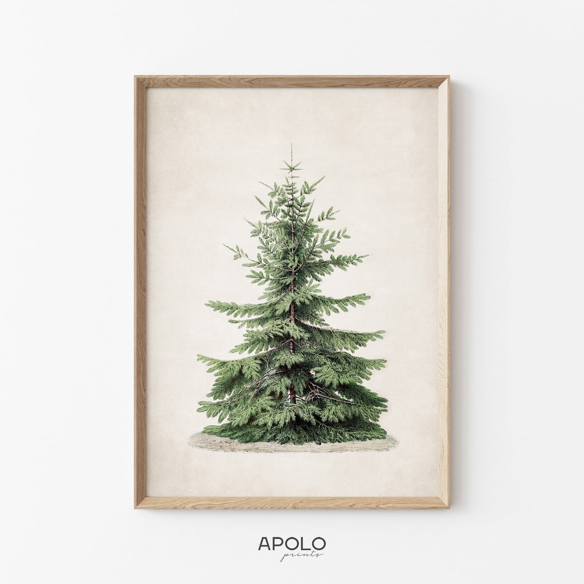 Zuno Vintage Christmas Tree Print: Nordmann Fir Drawing- Wall Art Print ...