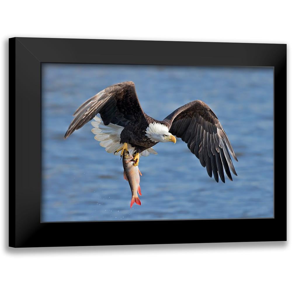 Zuo, Jun 18x13 Black Modern Framed Museum Art Print Titled - Bald Eagle ...