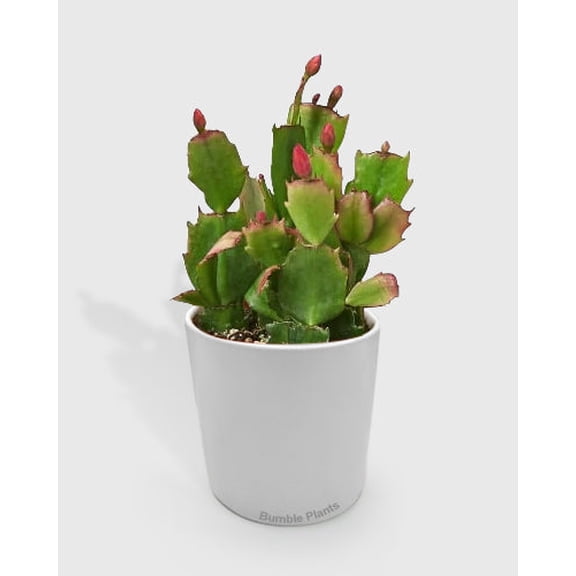 Christmas Cactus