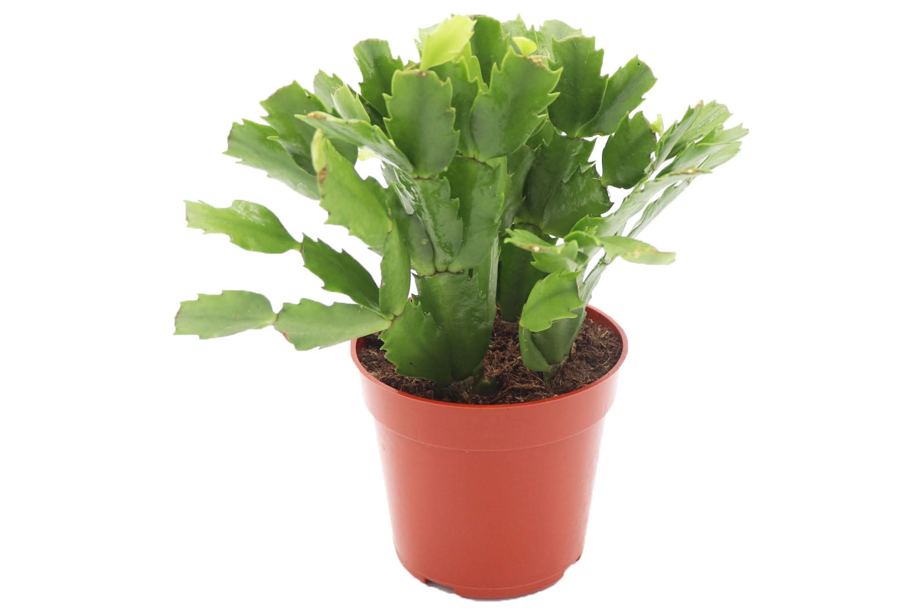 California Tropicals Zygocactus Christmas Cactus Red - Fully Rooted 4 ...
