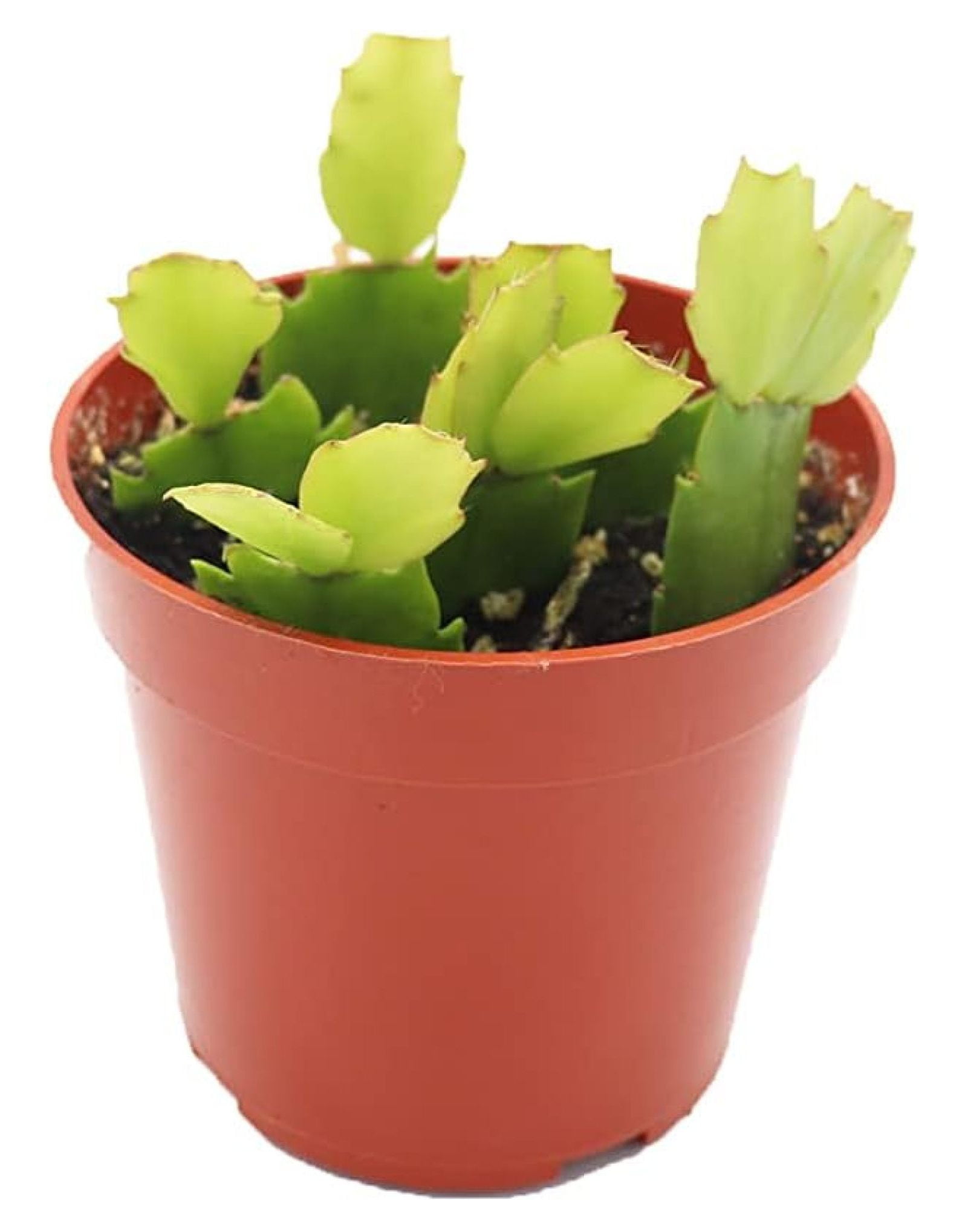 Zygocactus Christmas Cactus Red - 4'' from Huang zhong wen - Walmart.com