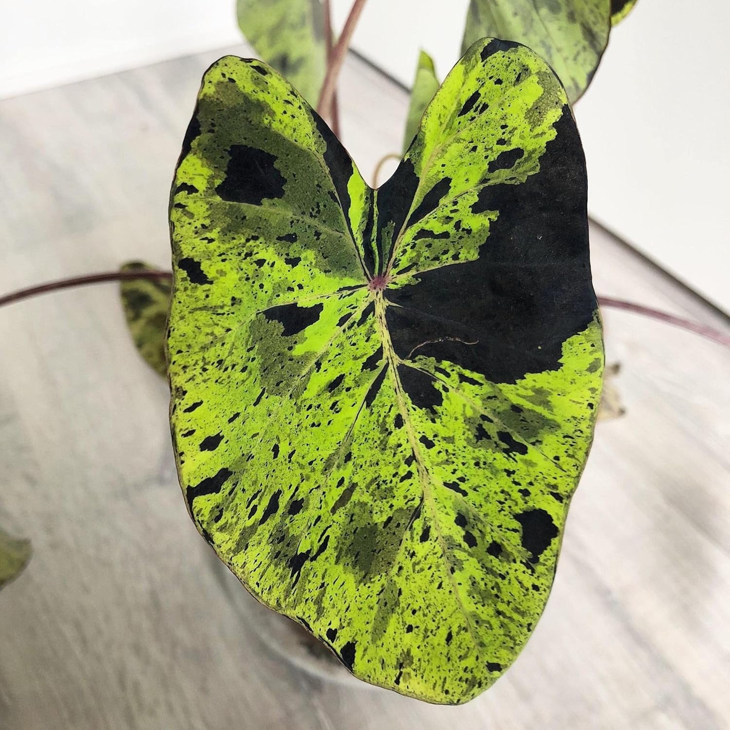 a Great Pond Plant for Your Water Garden. Filters koi and Ponds. Good ...