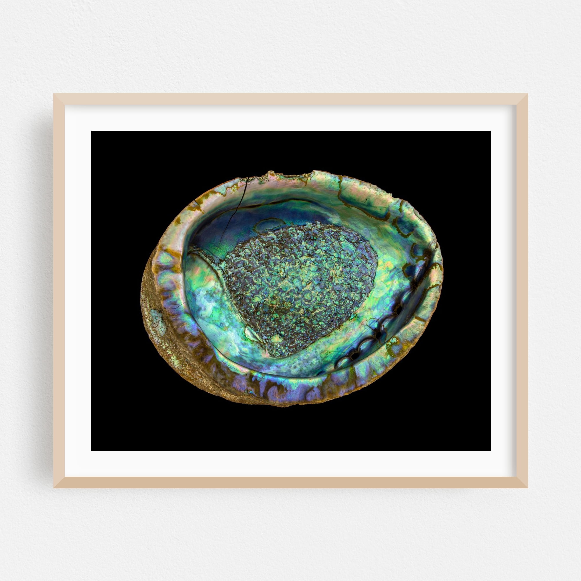 abalone seashell - Photography Marine Life Aquatic Nature Ocean ...