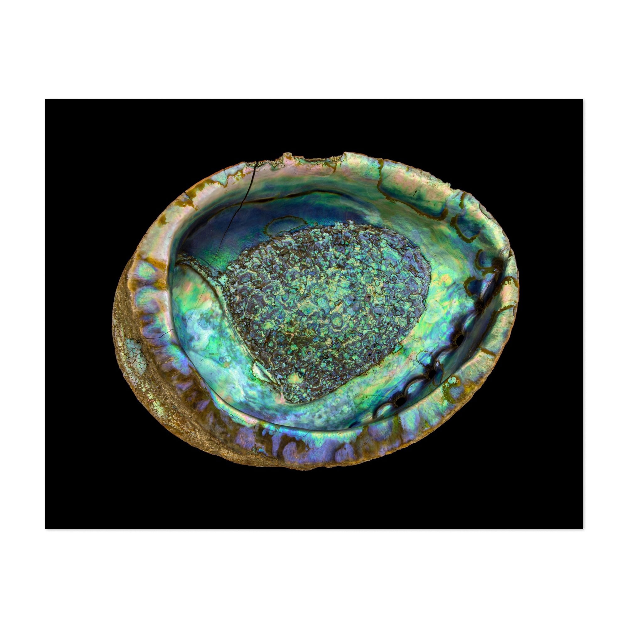 abalone seashell - Photography Marine Life Aquatic Nature Ocean ...