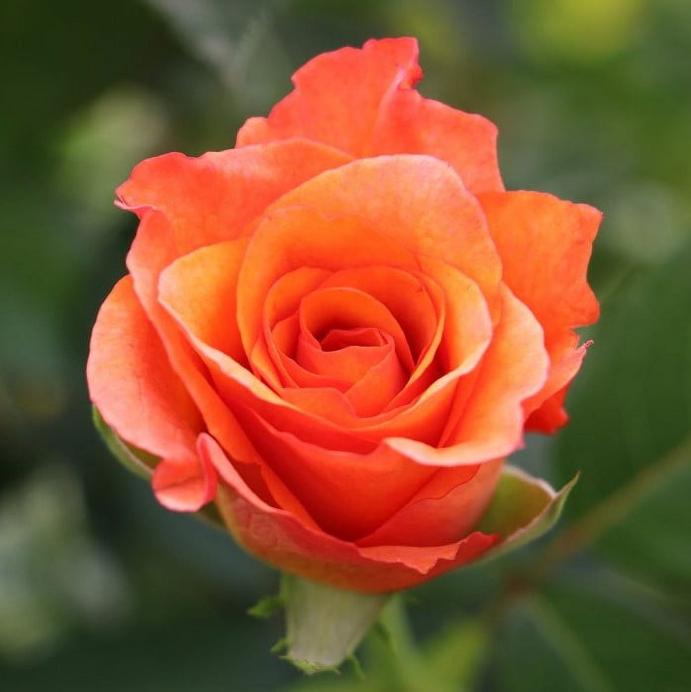 acdanc 20 Bright Orange Santana Rose Plant Seeds - Walmart.com