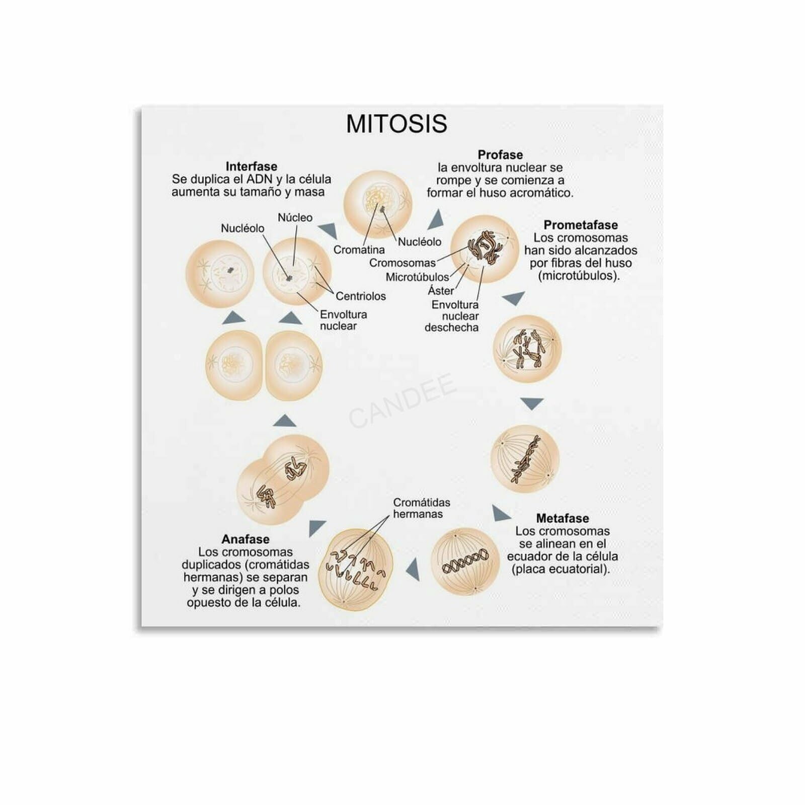 ad Mitosis And Meiosis Cell Division Biology Art Poster Classroom ...