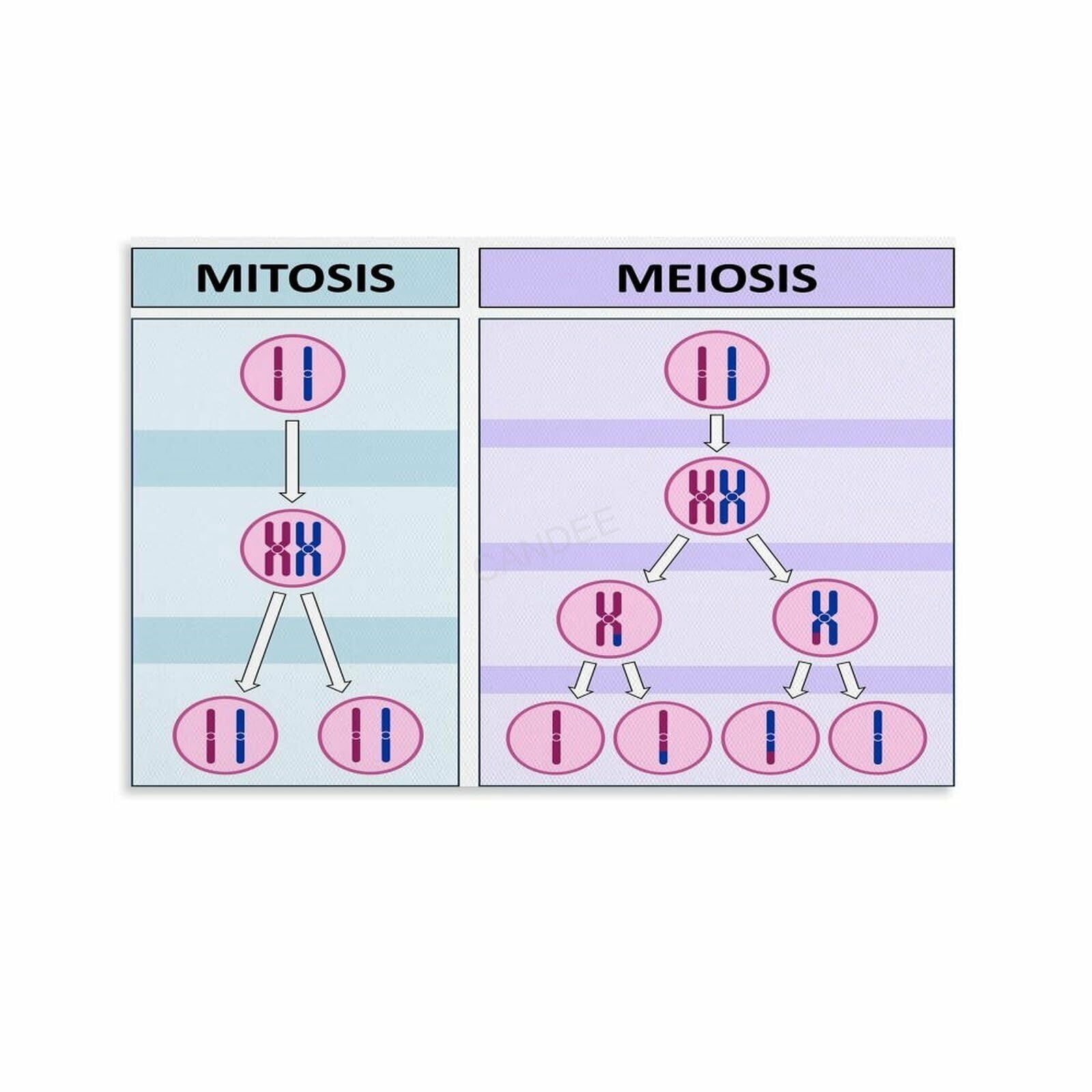 ad Mitosis And Meiosis Cell Division Biology Art Poster Classroom ...