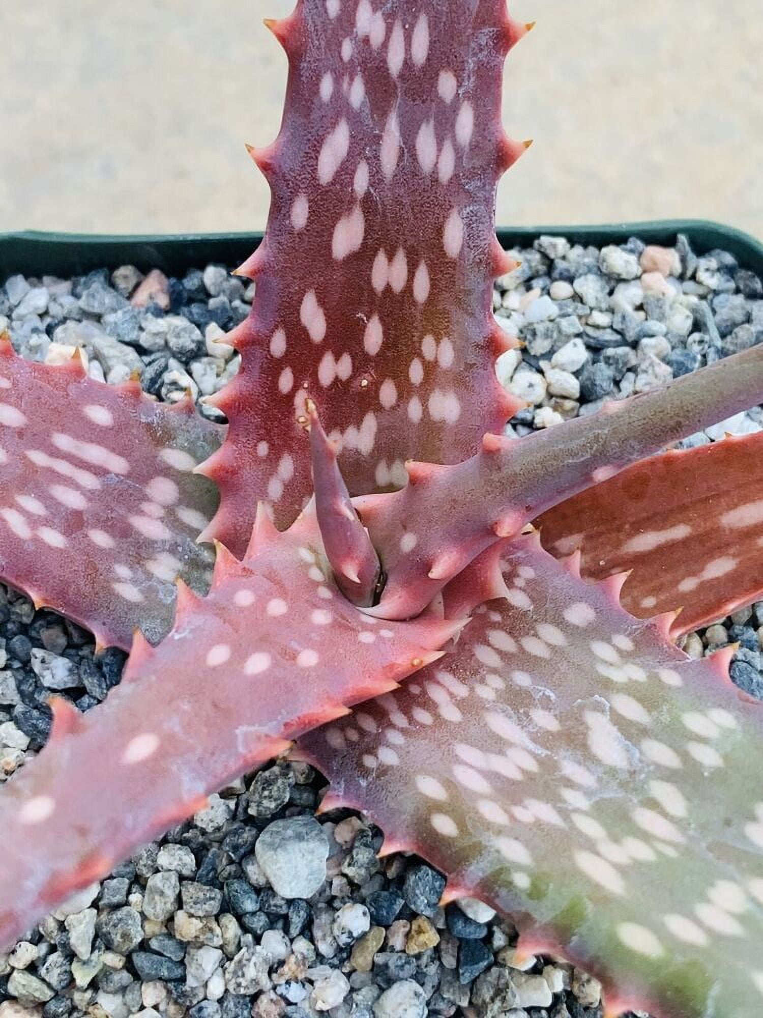 aloe labworana — Rare Aloes, Succulents, Cactus, Agave, Agave, Plants ...