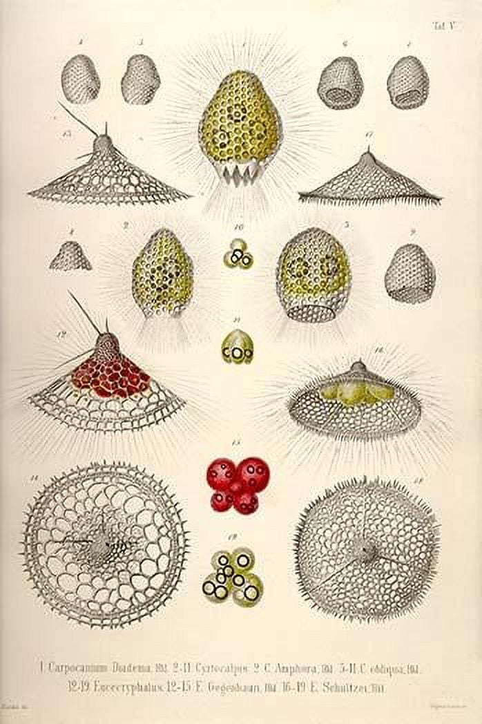 amoeboid holoplanktonic protozoans called Radiolaria with mineral ...