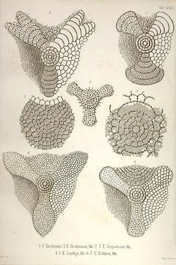 amoeboid holoplanktonic protozoans called Radiolaria with mineral ...