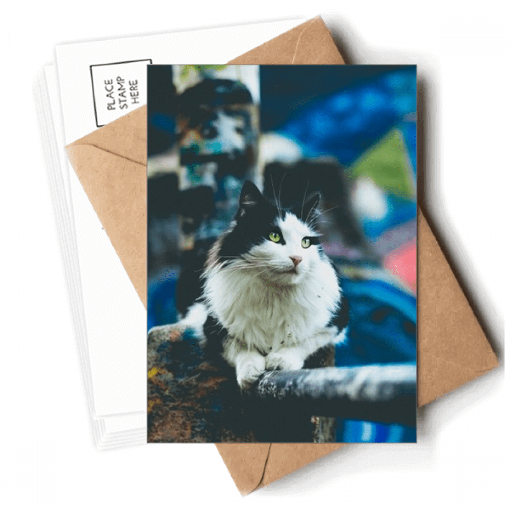 animal lazy cat photograph Postcards Envelopes Blank Note Cards Mailing ...