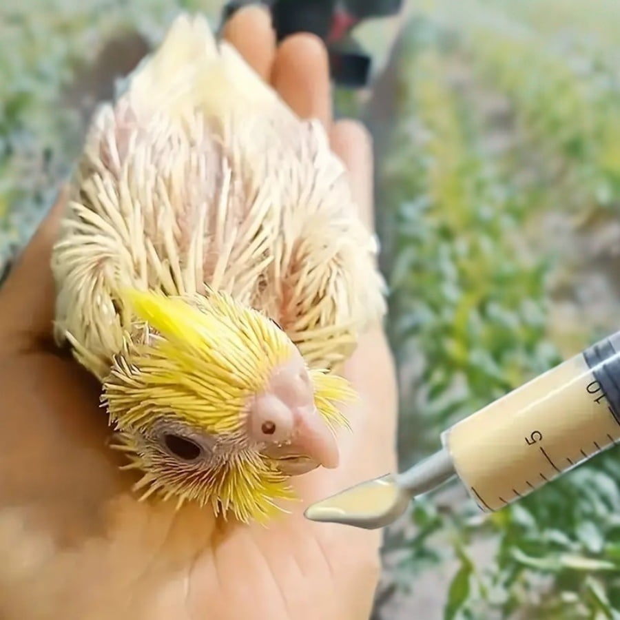 bird feeding syringe, parrot with graduated syringe feeder, feeding ...