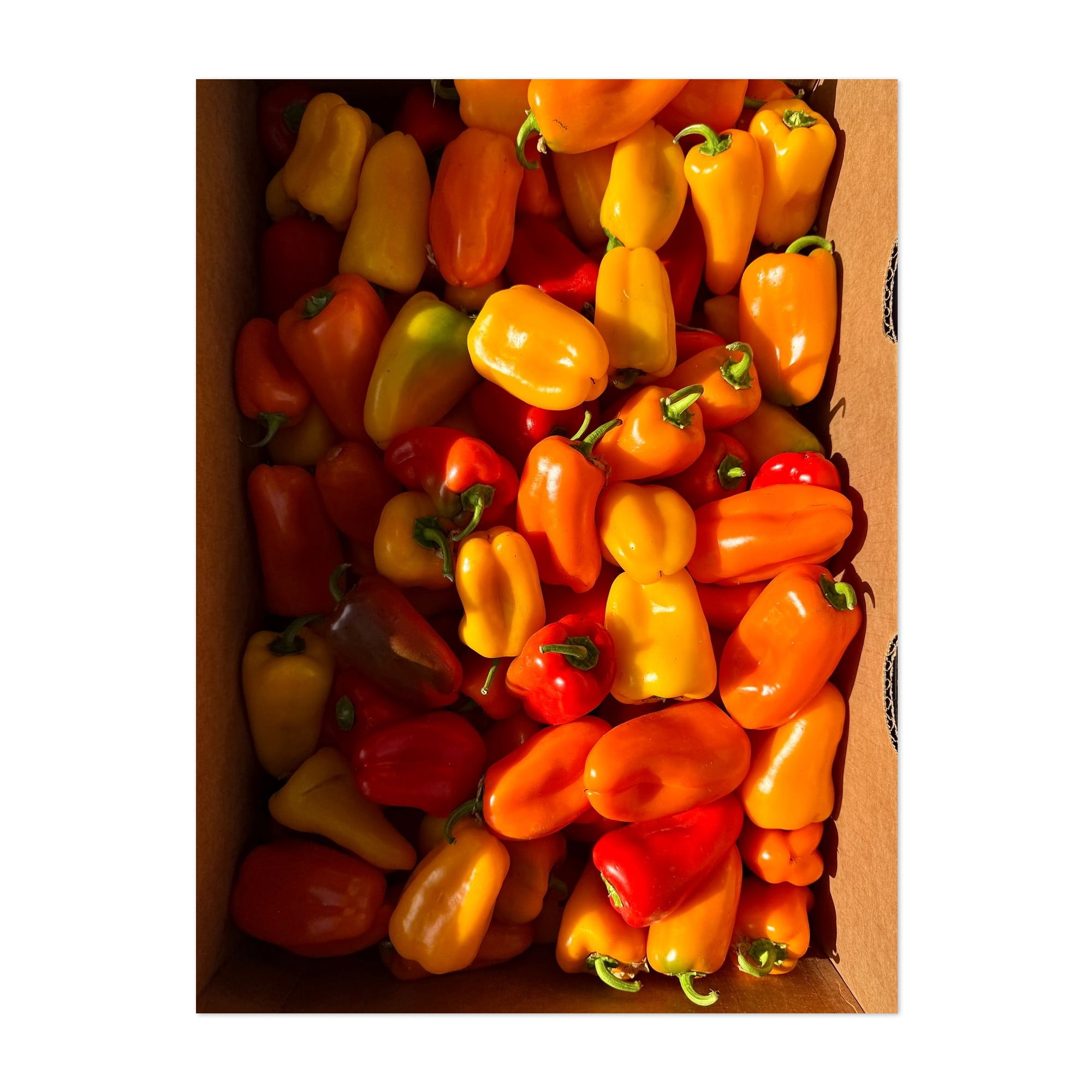 box of mini bell peppers - Carmel Valley California Photography Kitchen ...