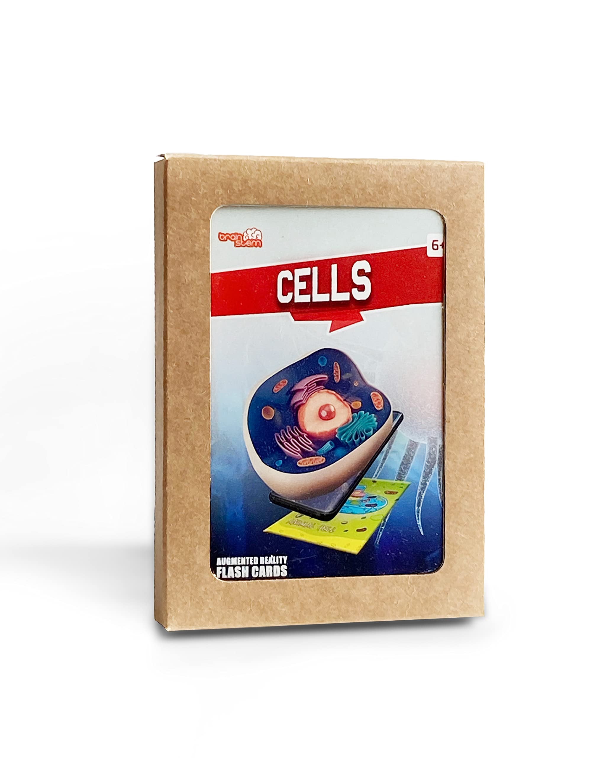 Stem Cell Brain