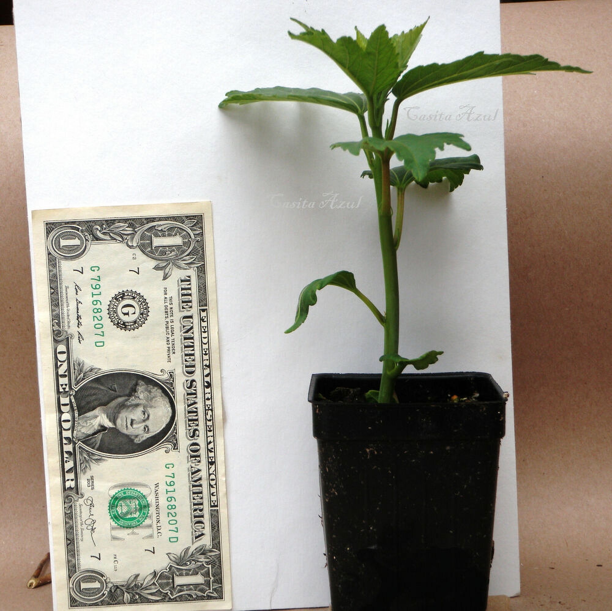 bush hibiscus STARRY STARRY NIGHT potted plant -- Click on our store ...