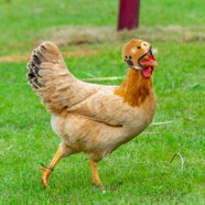 6 Pieces Chicken Hats for Hens Tiny Pets, Funny Halloween Accessories ...