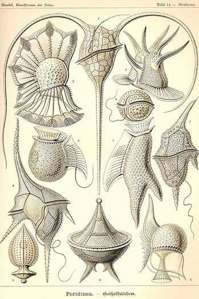class of Pyrophyta; in zoology, an order of protozoans of the class ...