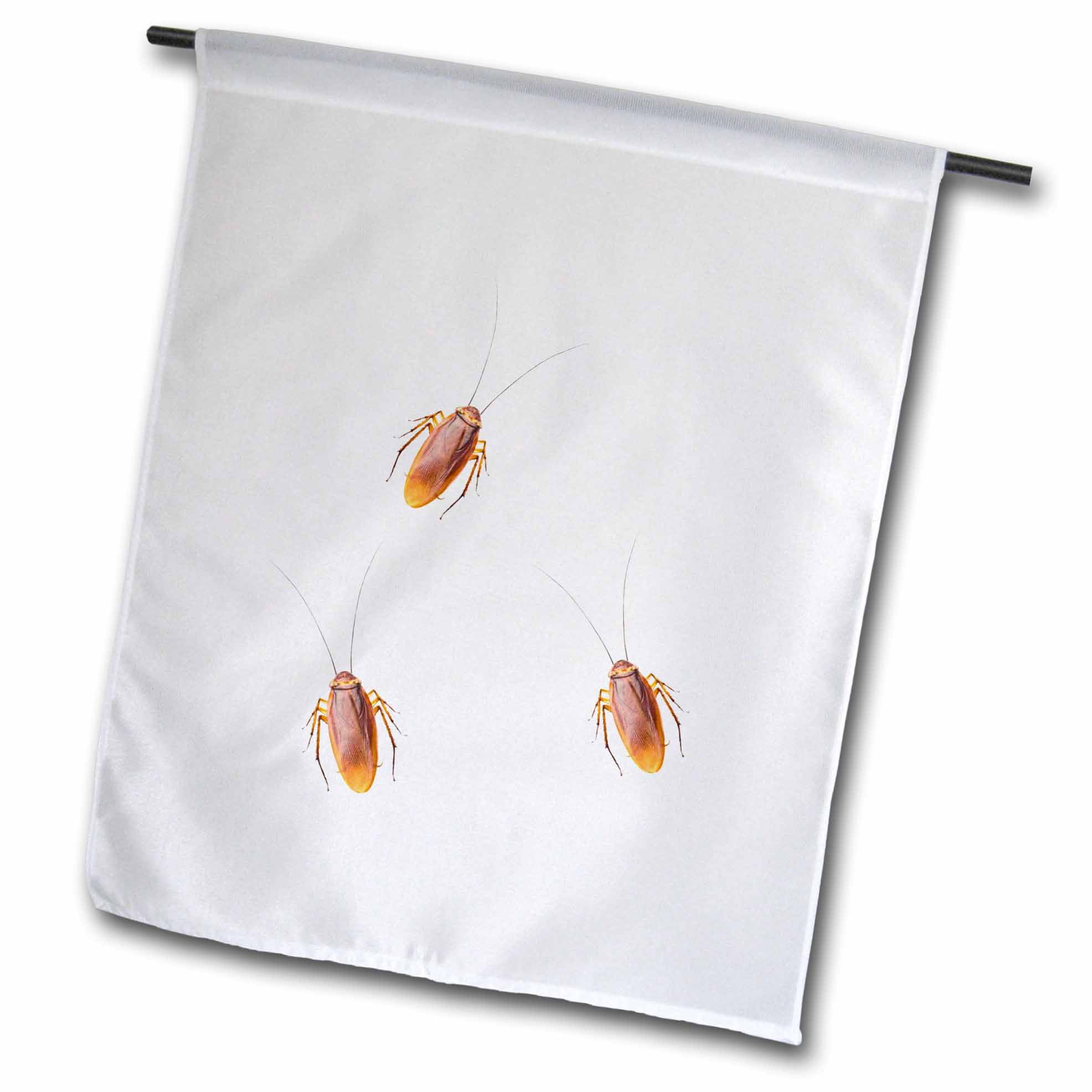 cockroaches, picture of cockroaches on a white background 12 x 18 inch ...