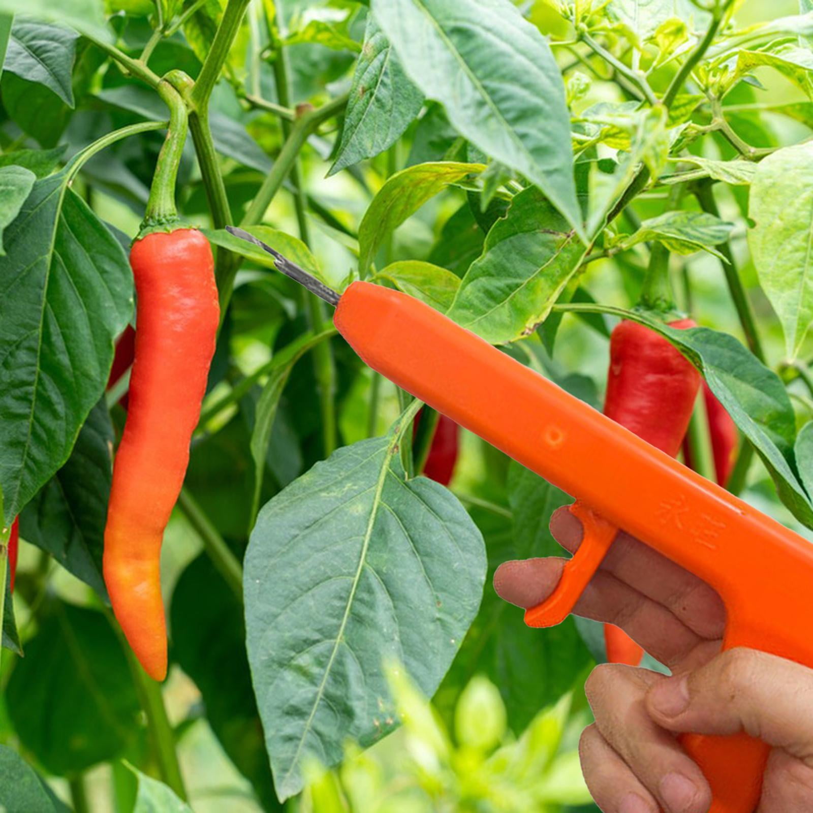 colaxi Pepper Scissors Pruning Shear Accessories Portable Handheld ...