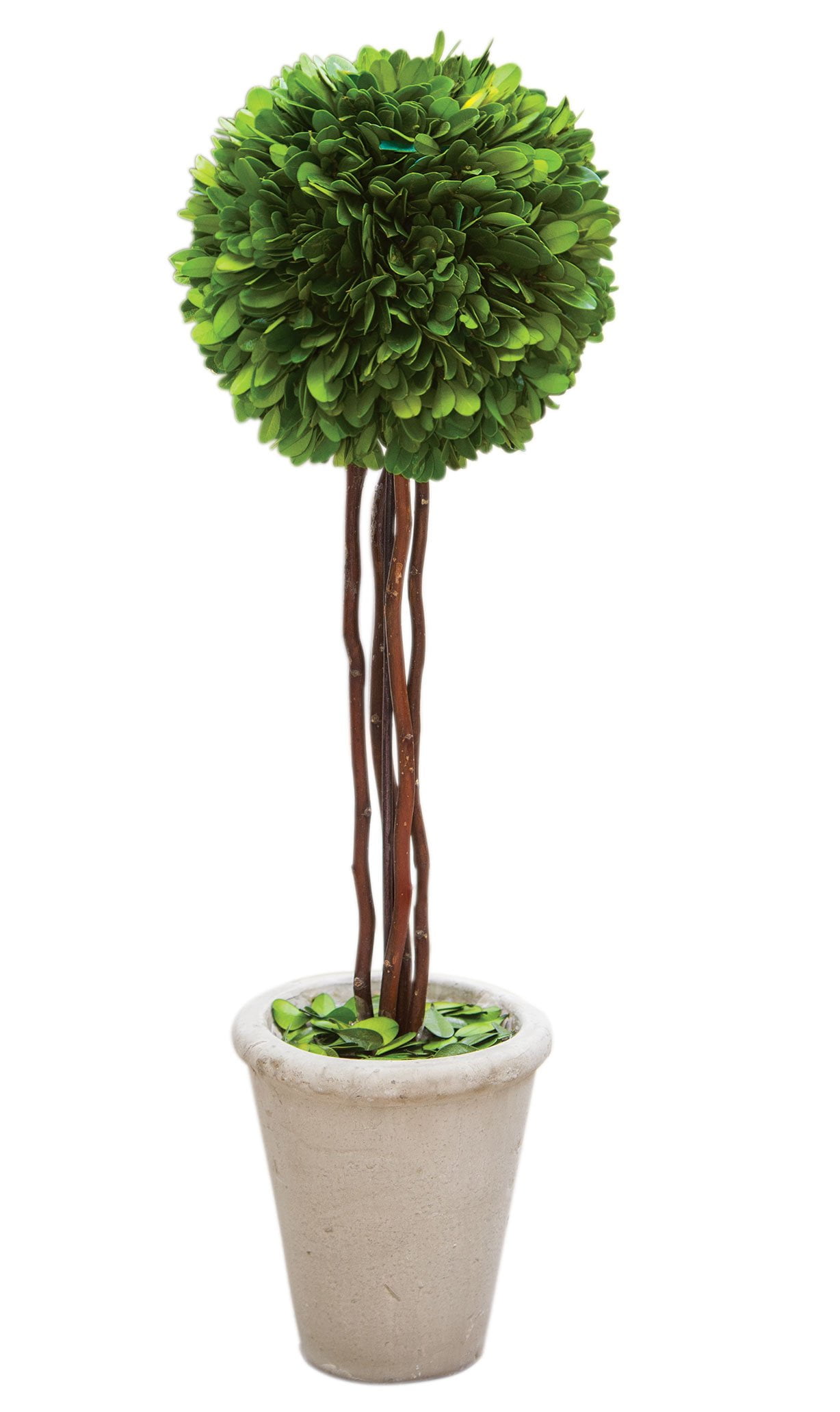 Craft House Designs Natural Preserved Boxwood Topiary, 20" High ...