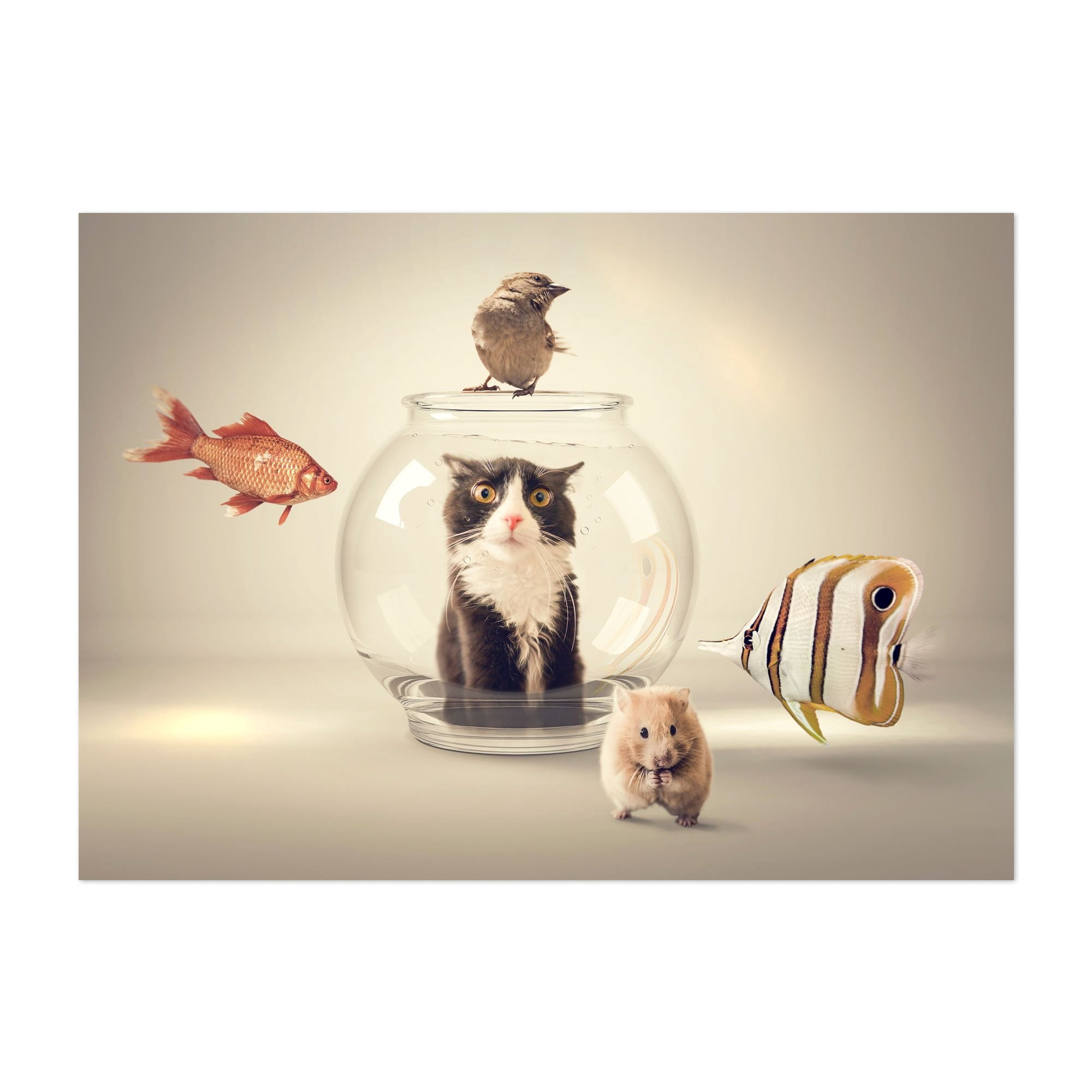 curiosity killed the cat - Photography Humor Surrealism Cat Animal ...