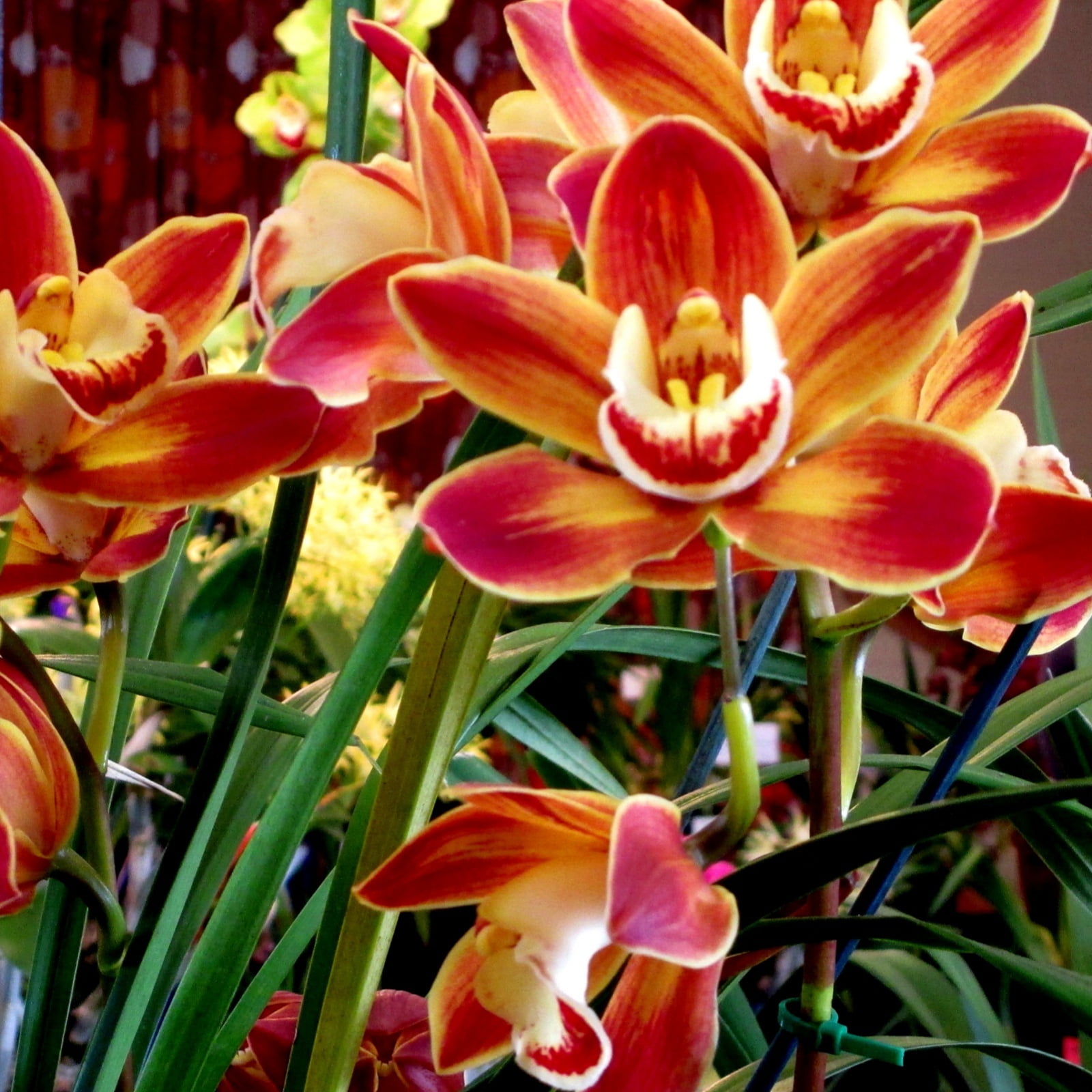 cymbidium. Lush and upright, elegant orchid fragrance, beautiful ...