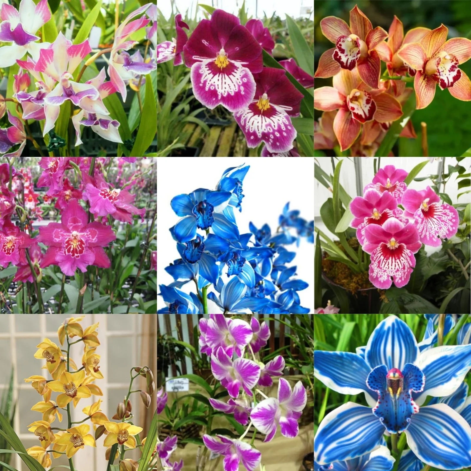 cymbidium. Lush and upright, elegant orchid fragrance, beautiful ...