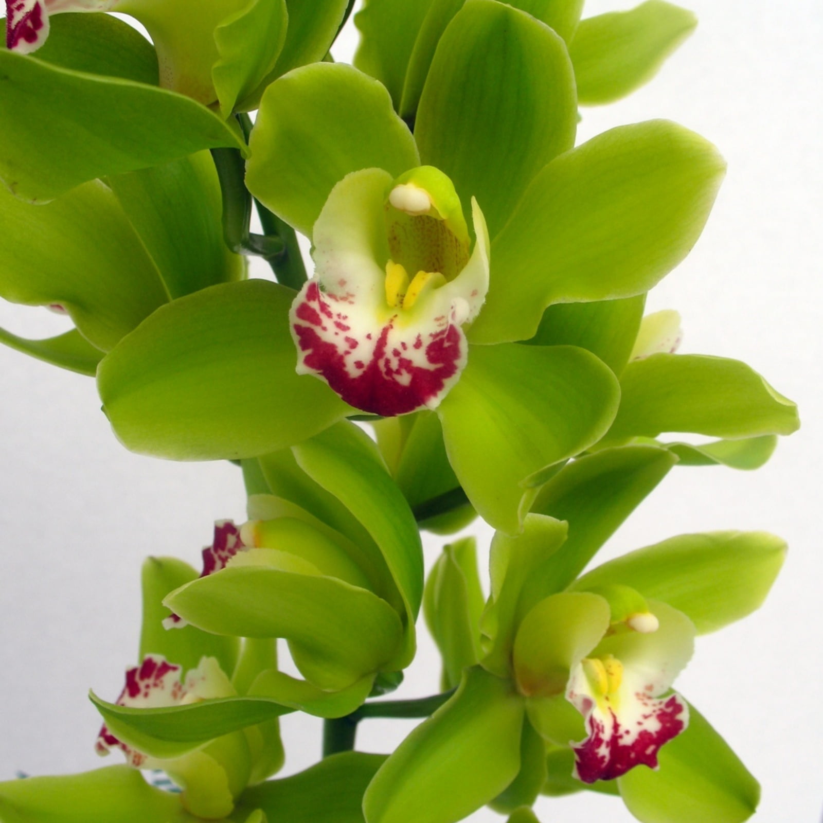 cymbidium. Lush and upright, elegant orchid fragrance, beautiful ...