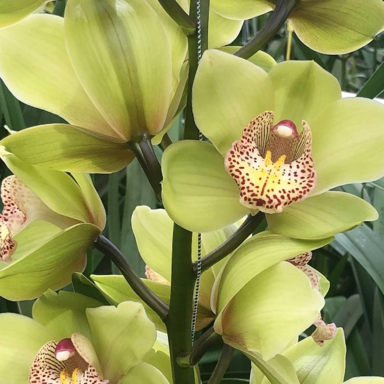 cymbidium. Lush and upright, elegant orchid fragrance, beautiful ...