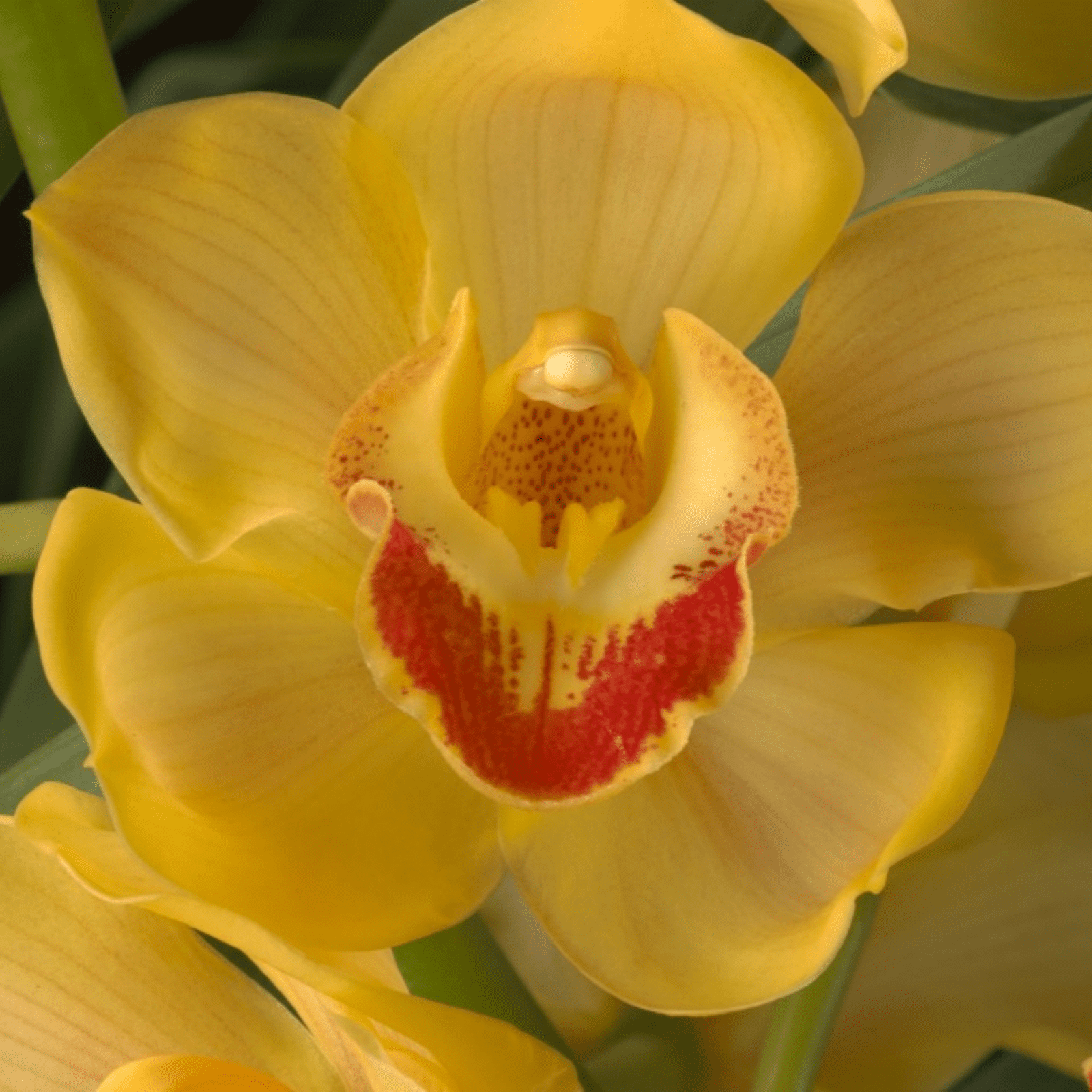 cymbidium. Lush and upright, elegant orchid fragrance, beautiful ...