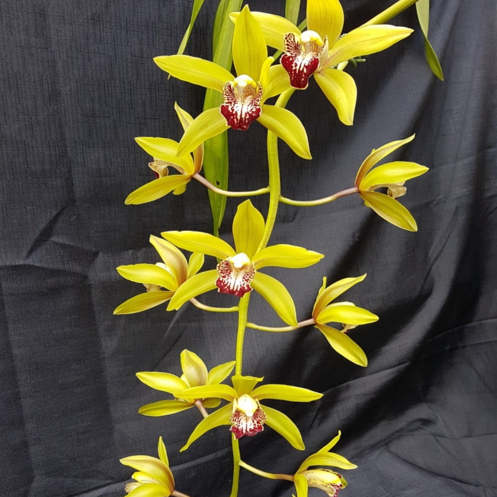 cymbidium. Lush and upright, elegant orchid fragrance, beautiful ...