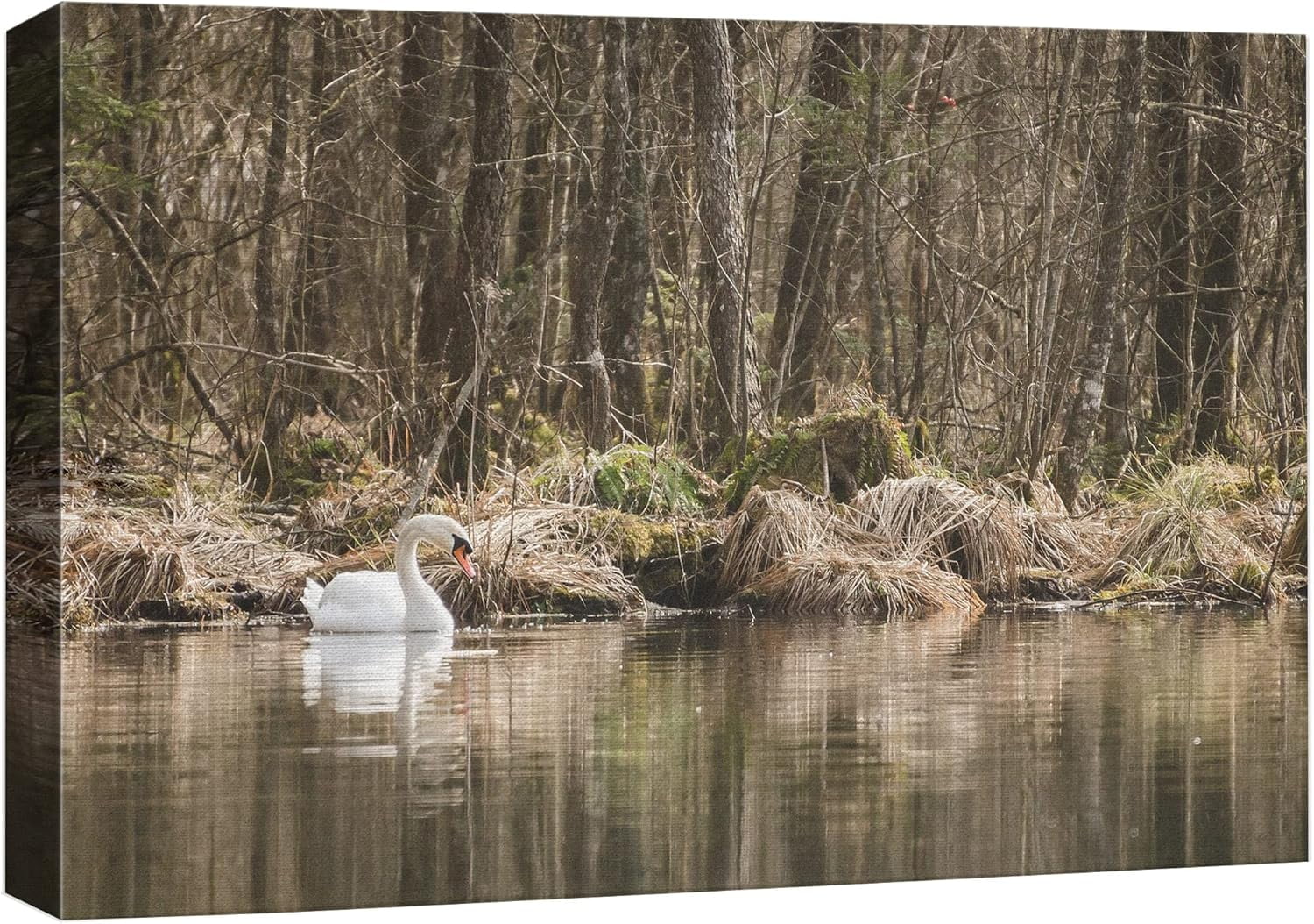 dashuaibi-Canvas Print Wall Art Swan in Autumn Fall Marsh Lake Pond ...