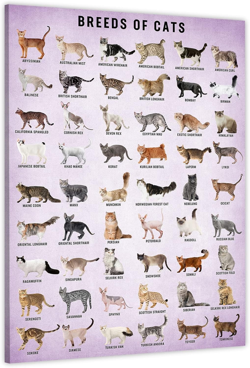 cat breed poster