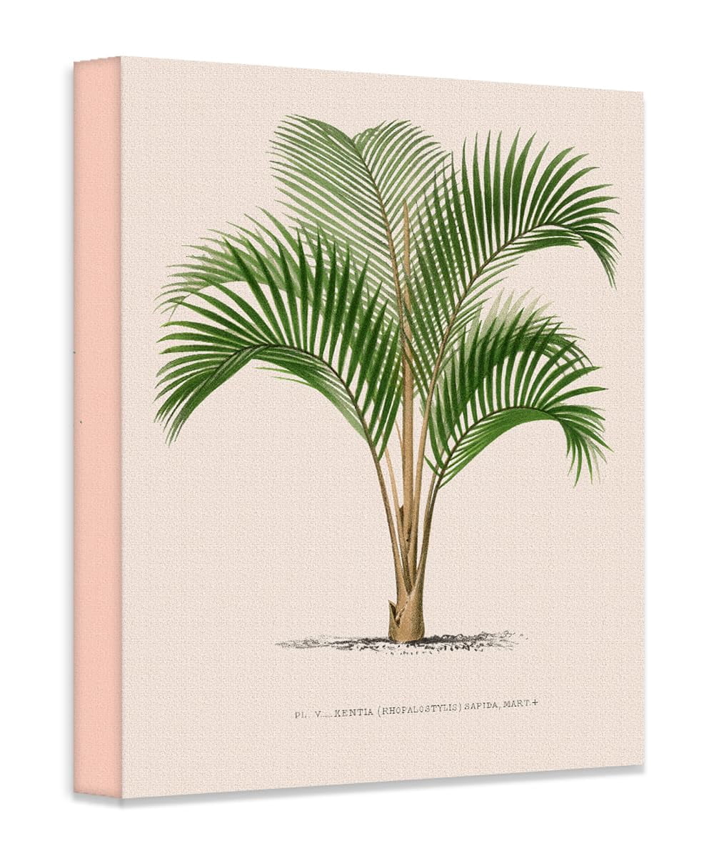 dashuaibi - Palm Plant Vintage Botanical Illustration Poster: Kentia ...