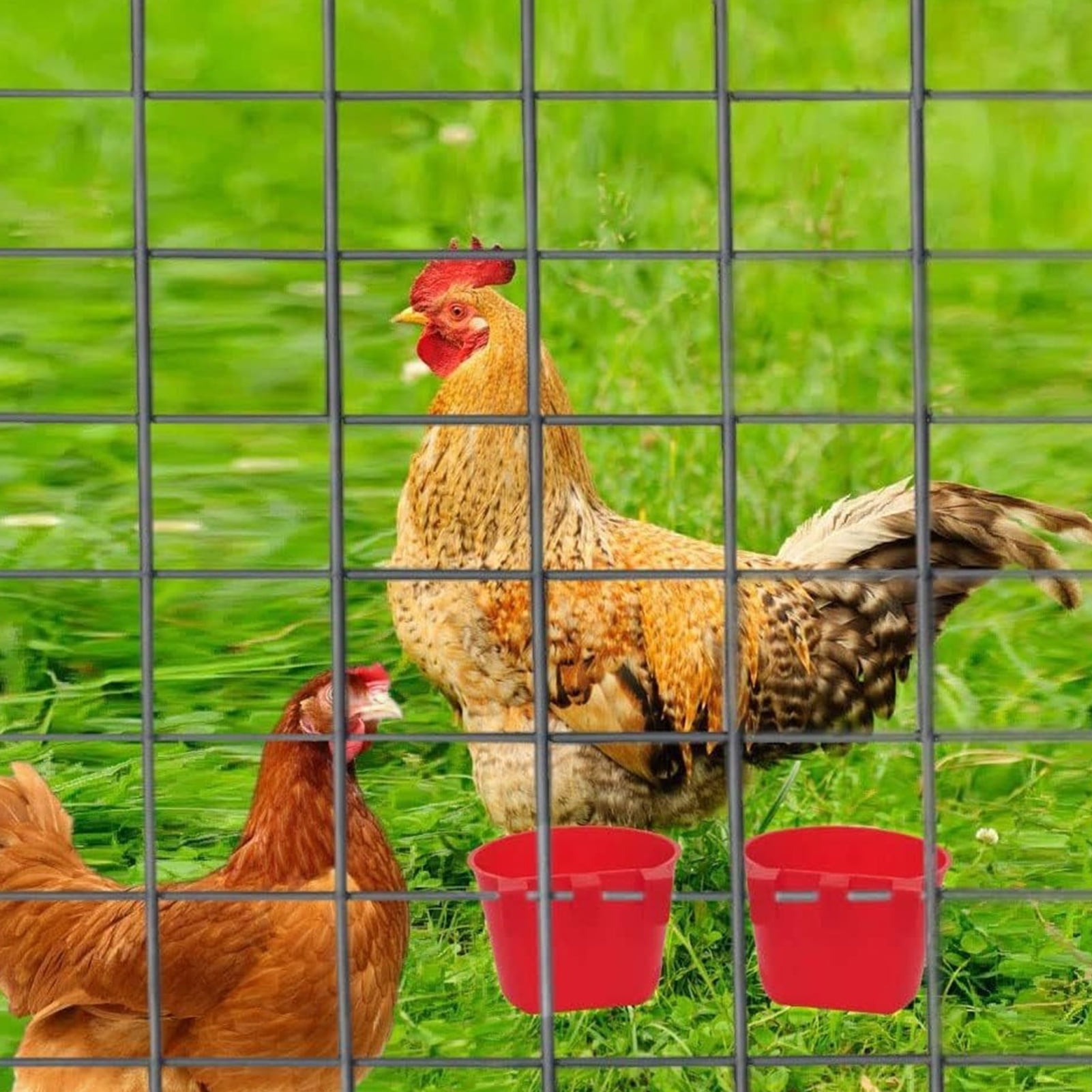 dianhelloya 3-Snap Hanging Feeder Cup for Wire Cages, 10-Pack Durable ...