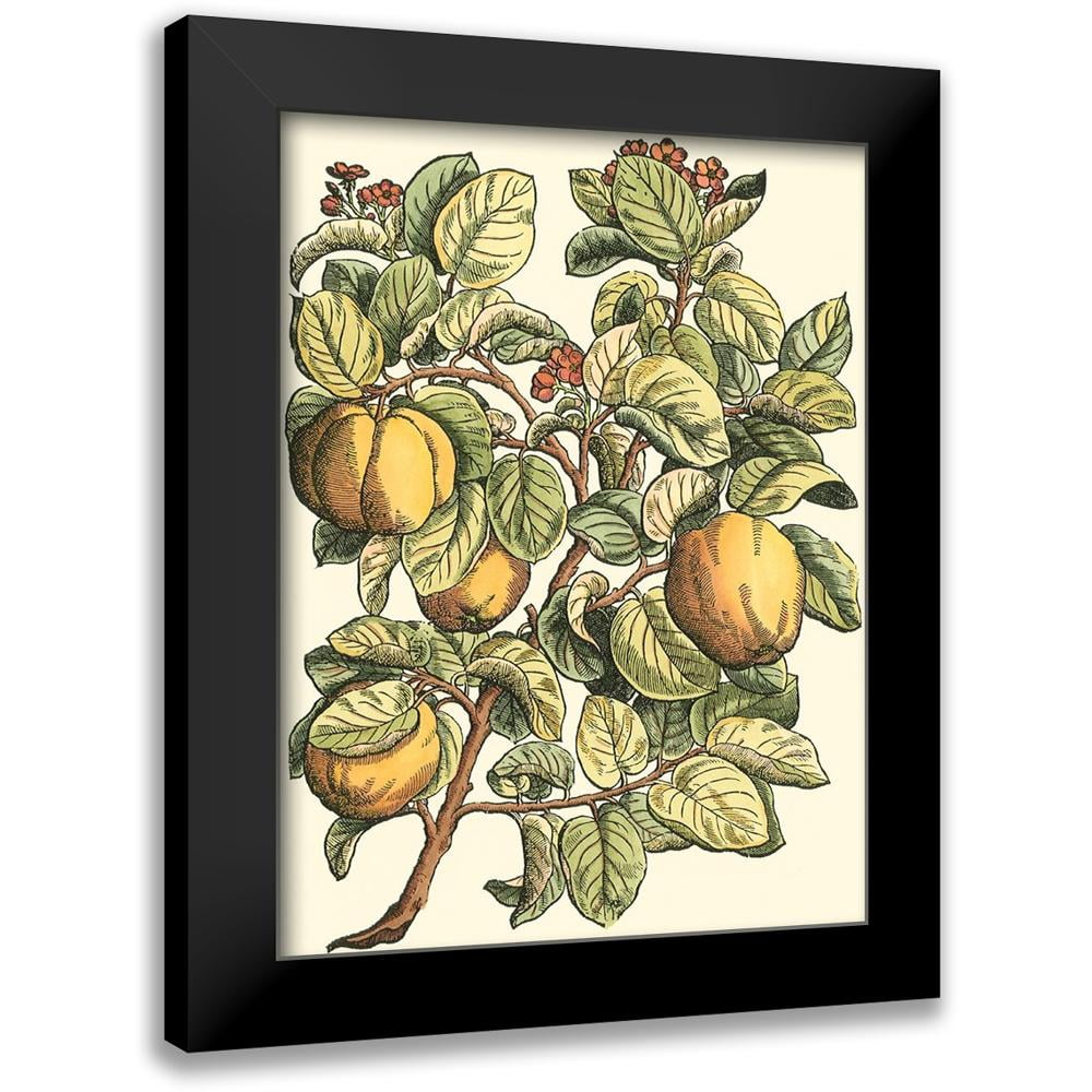 du Monceau, Duhamel 11x14 Black Modern Framed Museum Art Print Titled ...