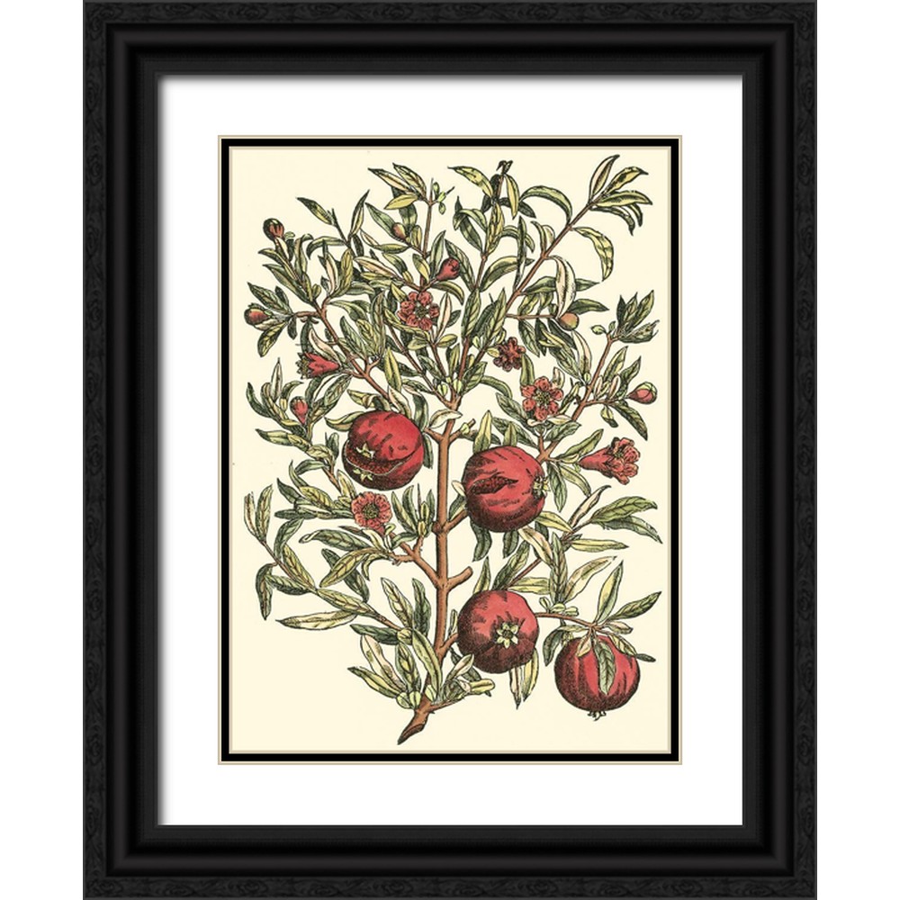 du Monceau, Duhamel 19x24 Black Ornate Wood Framed with Double Matting ...