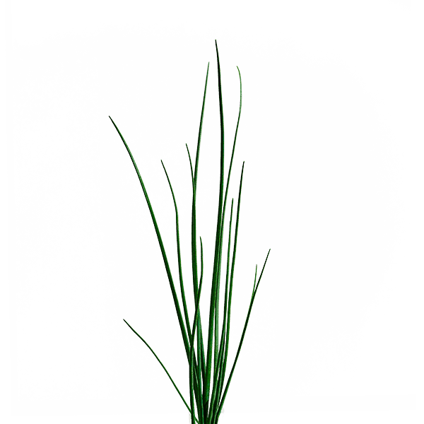 edn SmallGarden Chive SeedPods - 10 Pack - Walmart.com