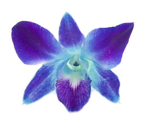 eflowerwholesale - Premium Cut Blue Orchids (10 stems Orchid with ...