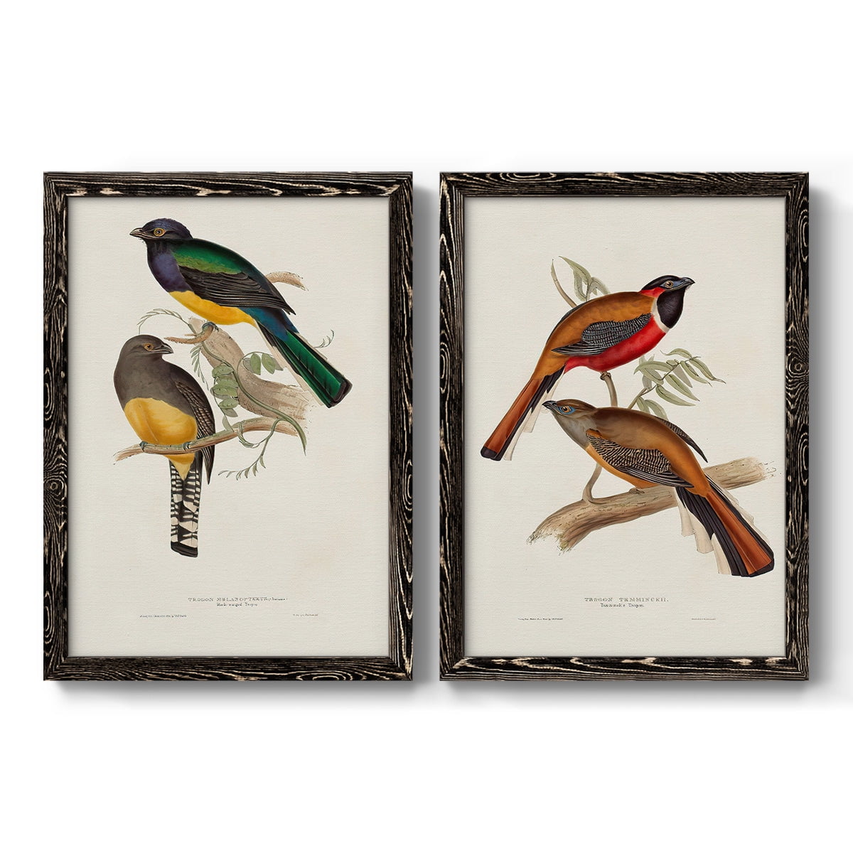 Elegant Trogons III - Premium Framed Canvas 2 Piece Set - Ready to Hang ...
