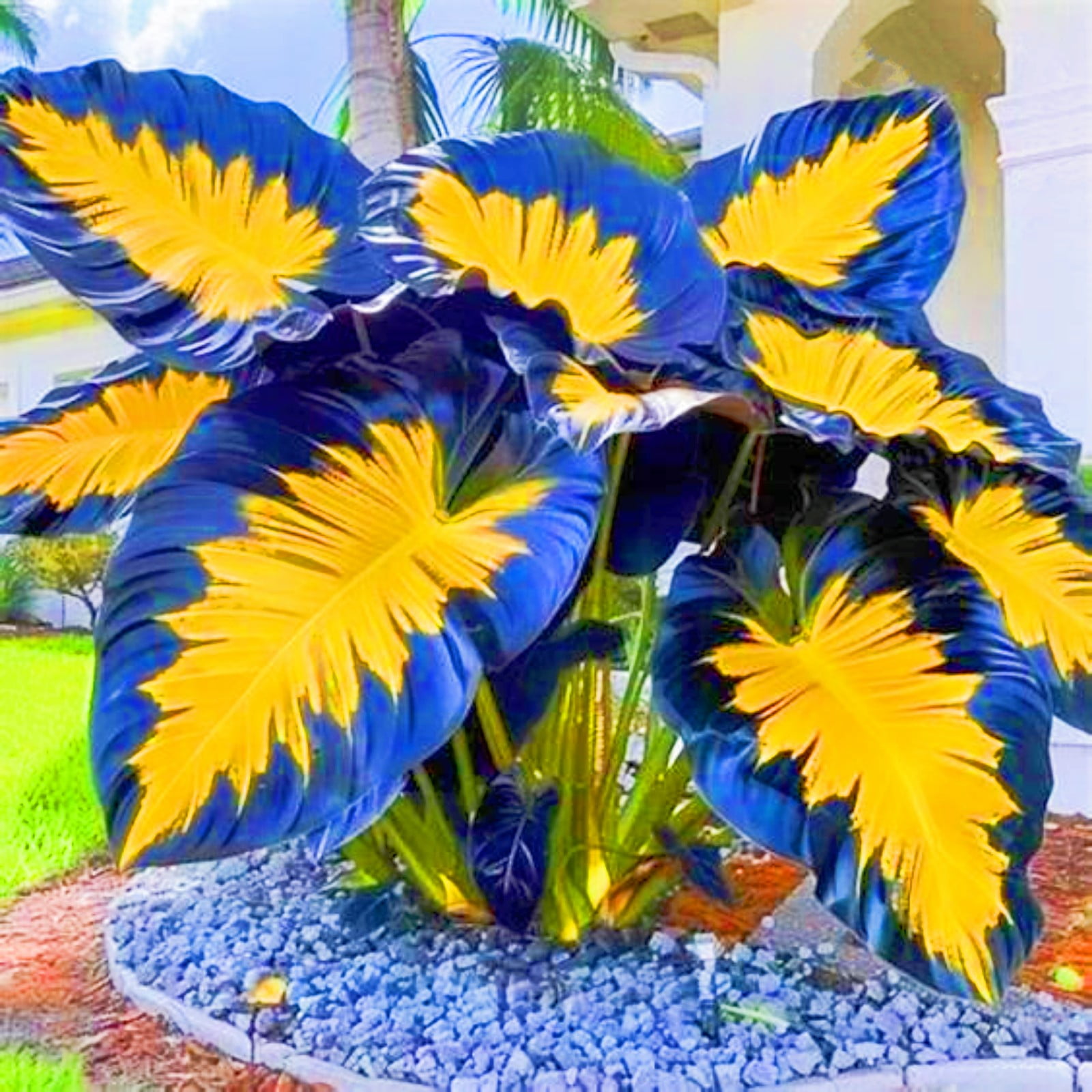 elephant ear-Beautiful Holiday Decoration Rapid growth Planting Garden ...