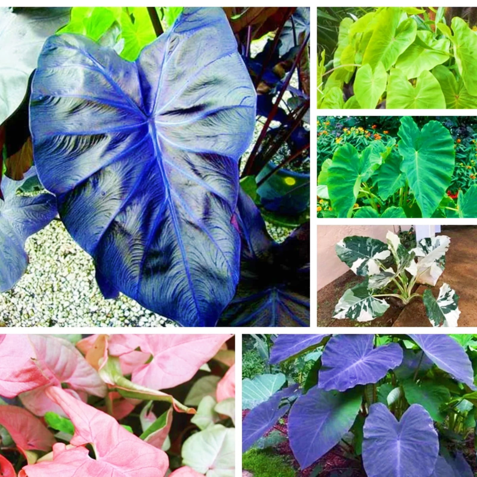 elephant ear Pots to Grow Beautiful Gift Garden - Walmart.com