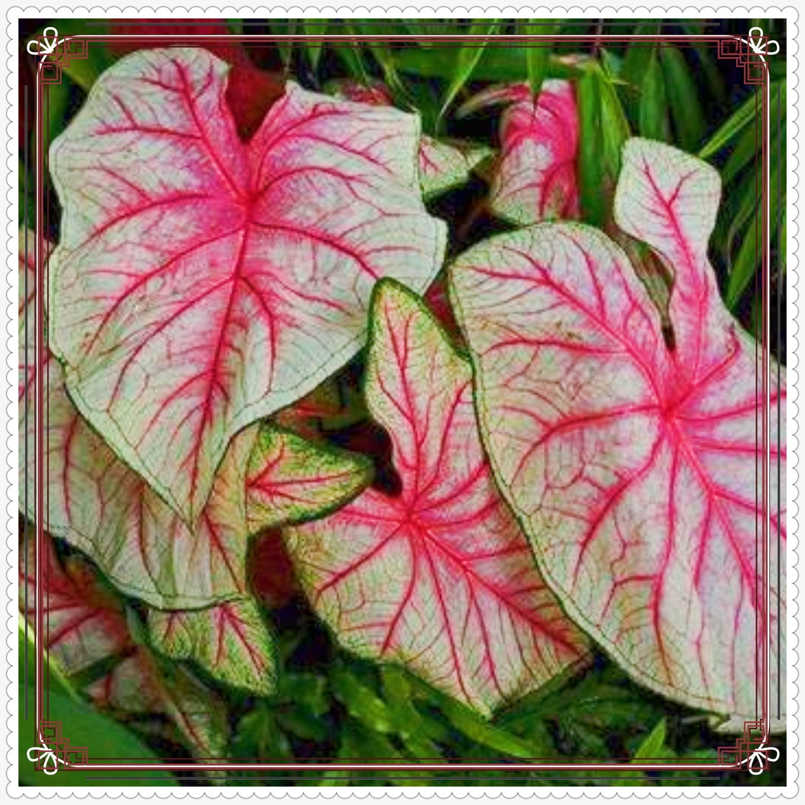 elephant ear Pots to Grow Gardening Decoration - Walmart.com