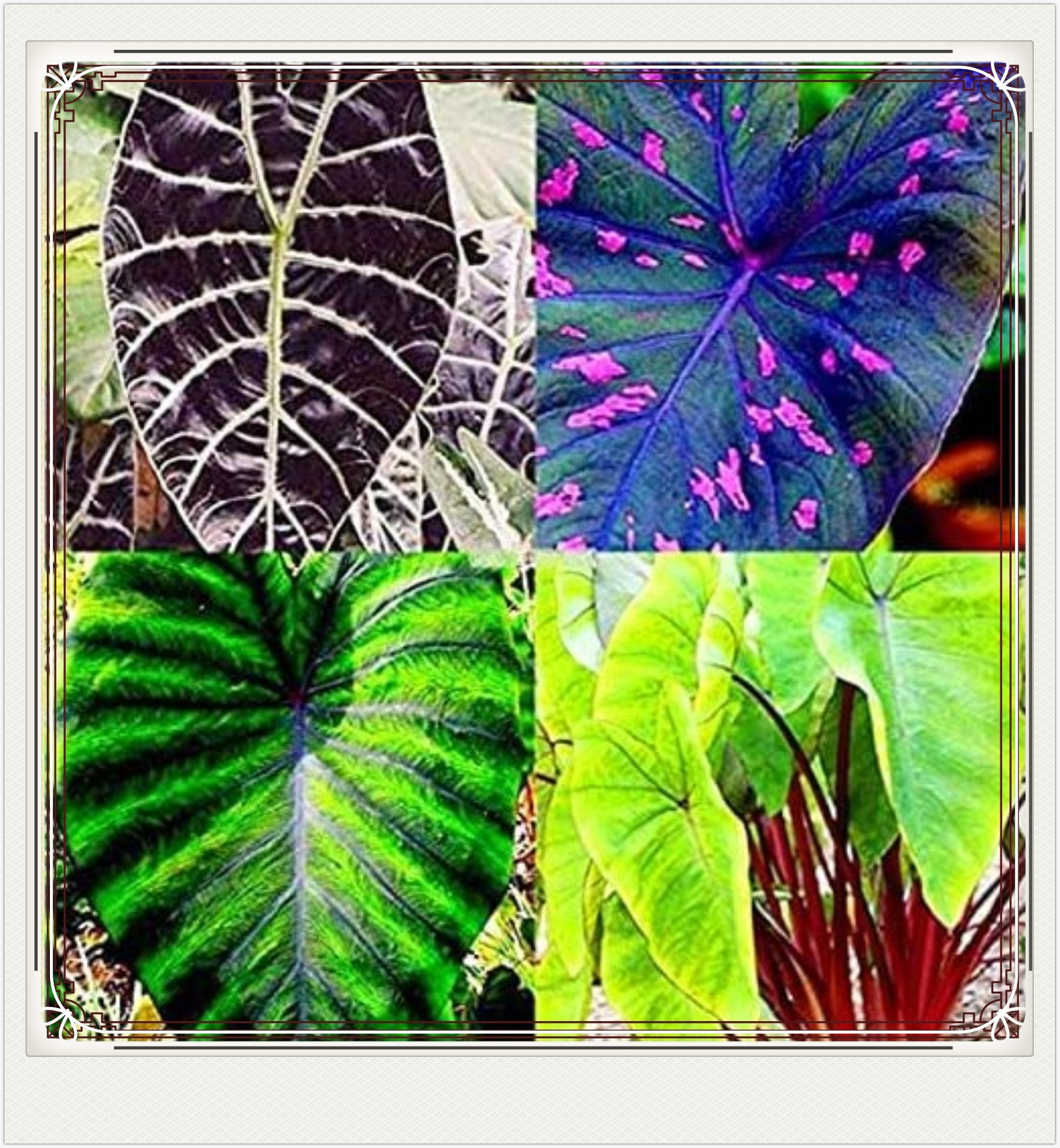 elephant ear Pots to Grow Gardening Decoration - Walmart.com