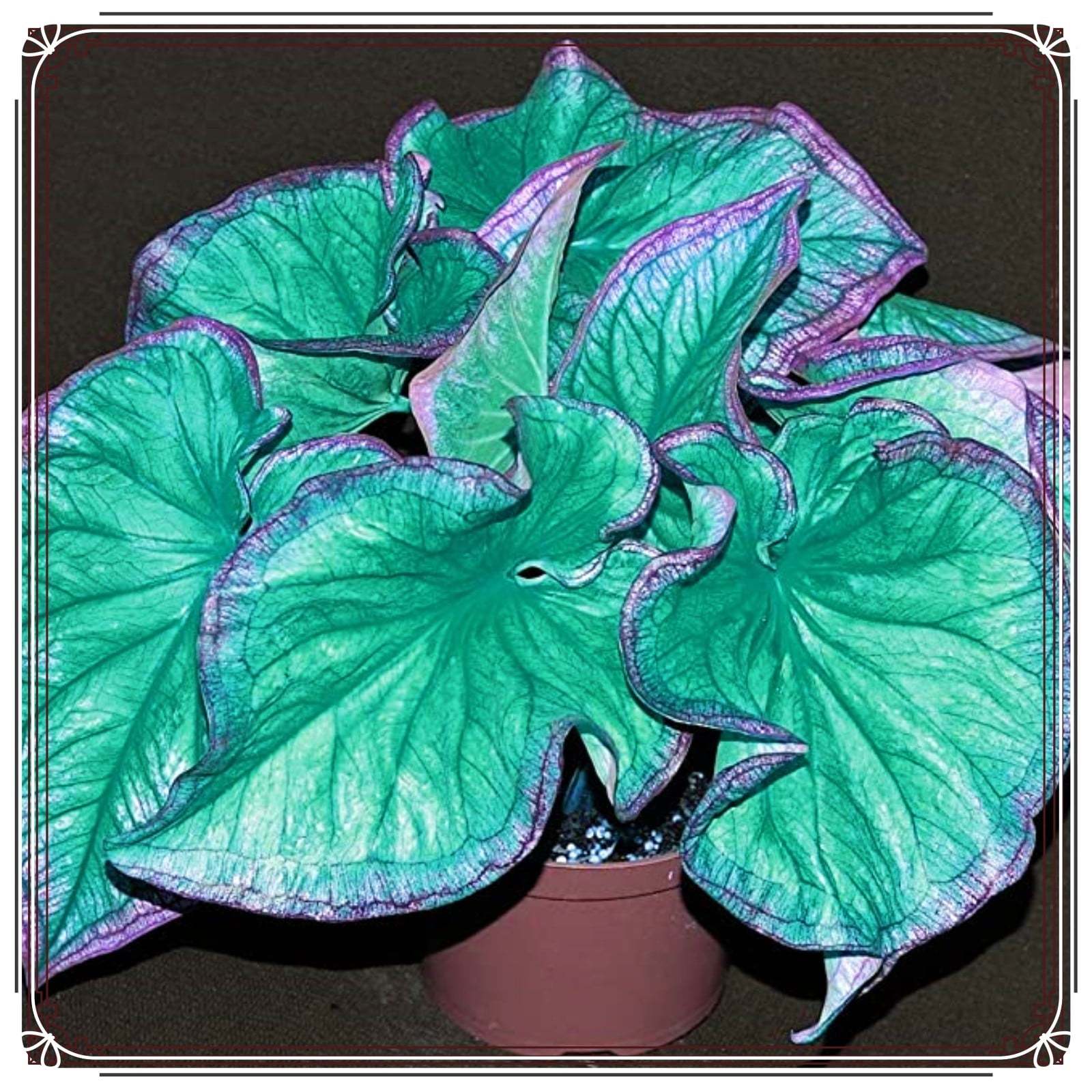 elephant ear Pots to Grow Gardening Decoration - Walmart.com