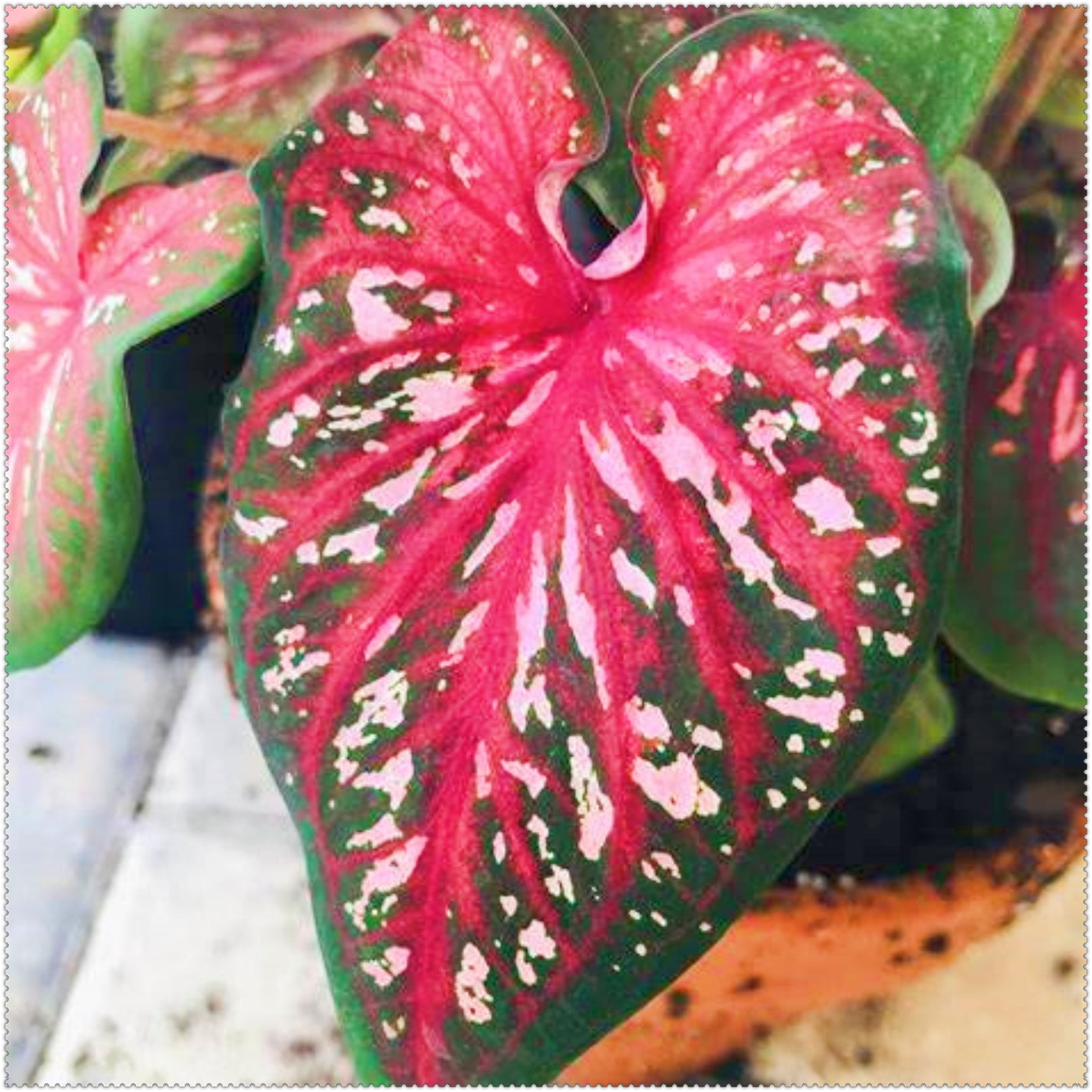 elephant ear Pots to Grow Gardening Decoration - Walmart.com