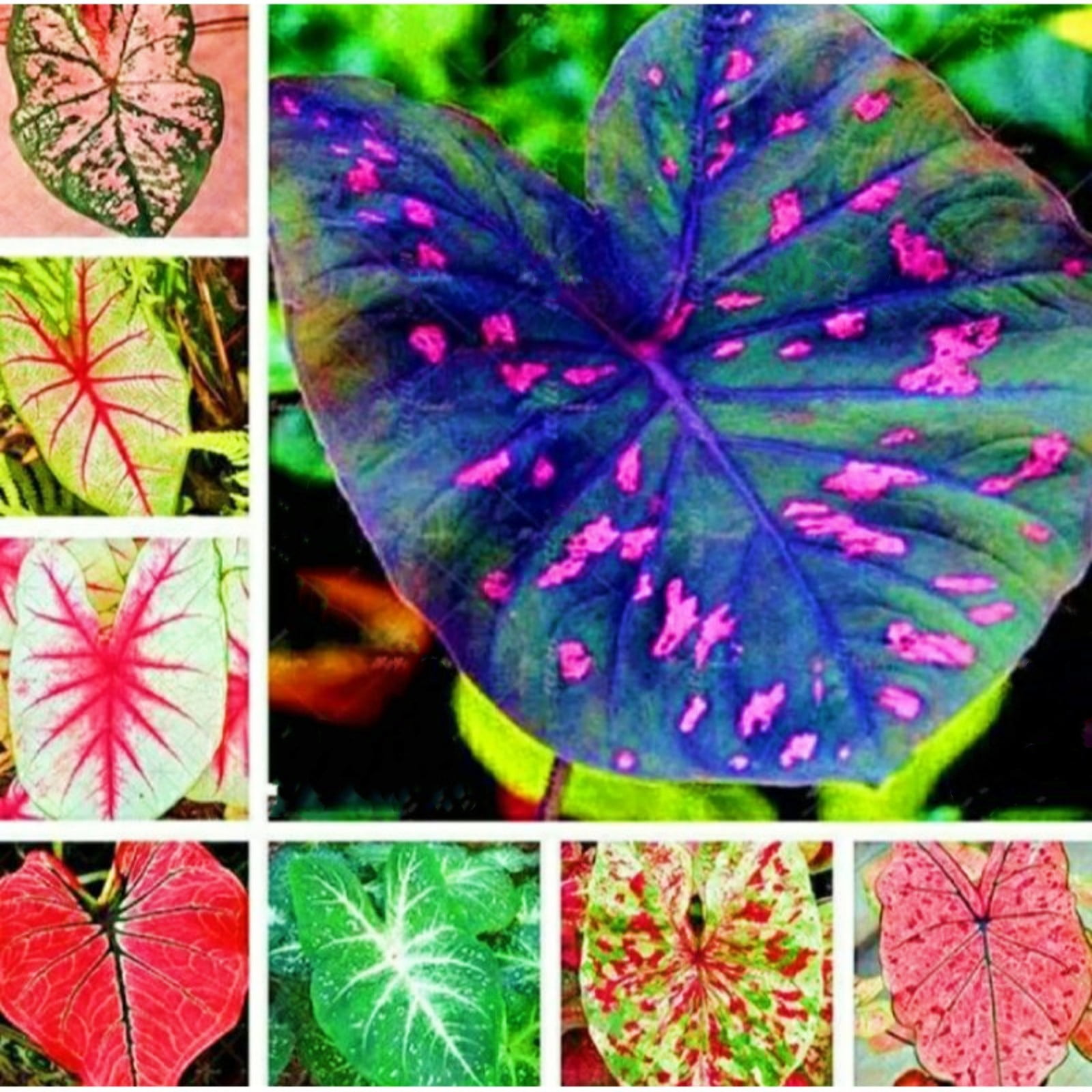 elephant ear Pots to Grow Gardening Decoration - Walmart.com